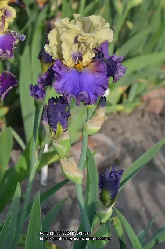 Photo of the bloom of Tall Bearded Iris (Iris 'Secret Past') posted by Serjio - Garden.org