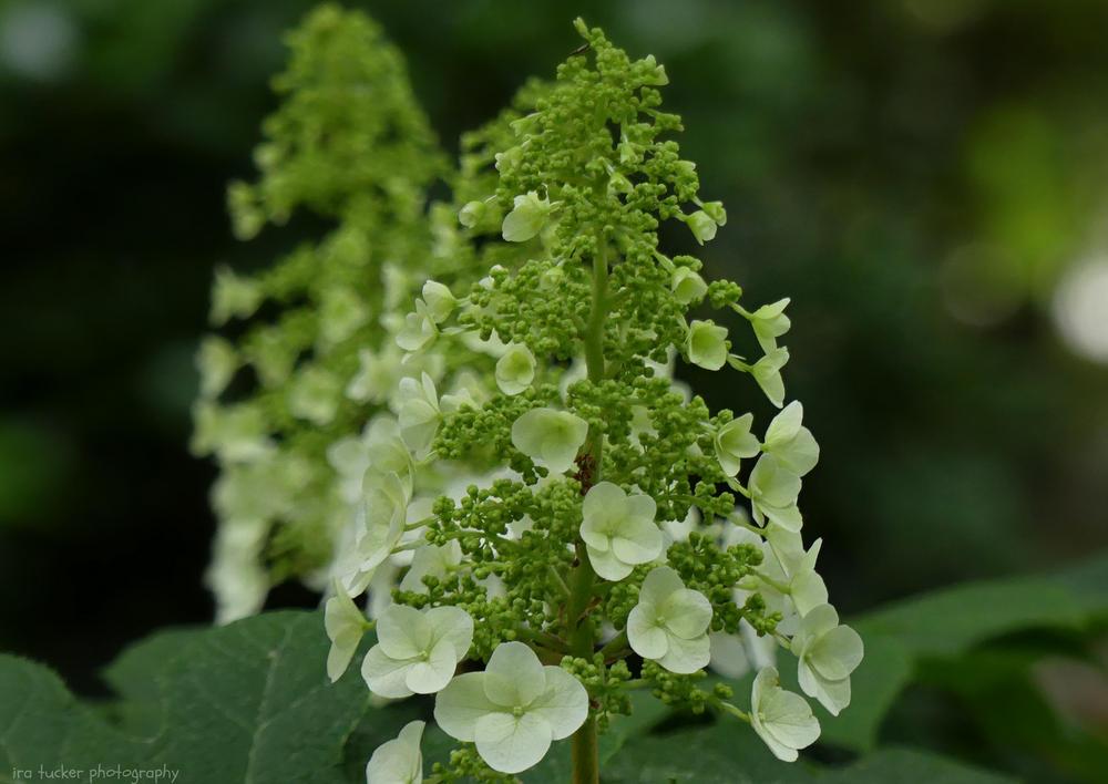 Photo of the bloom of Oakleaf Hydrangea (Hydrangea quercifolia First ...