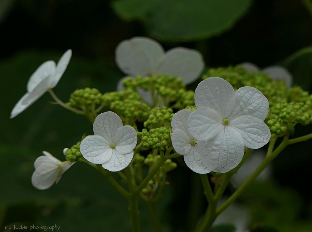 Photo of the bloom of Hydrangea (Hydrangea longipes var. fulvescens ...