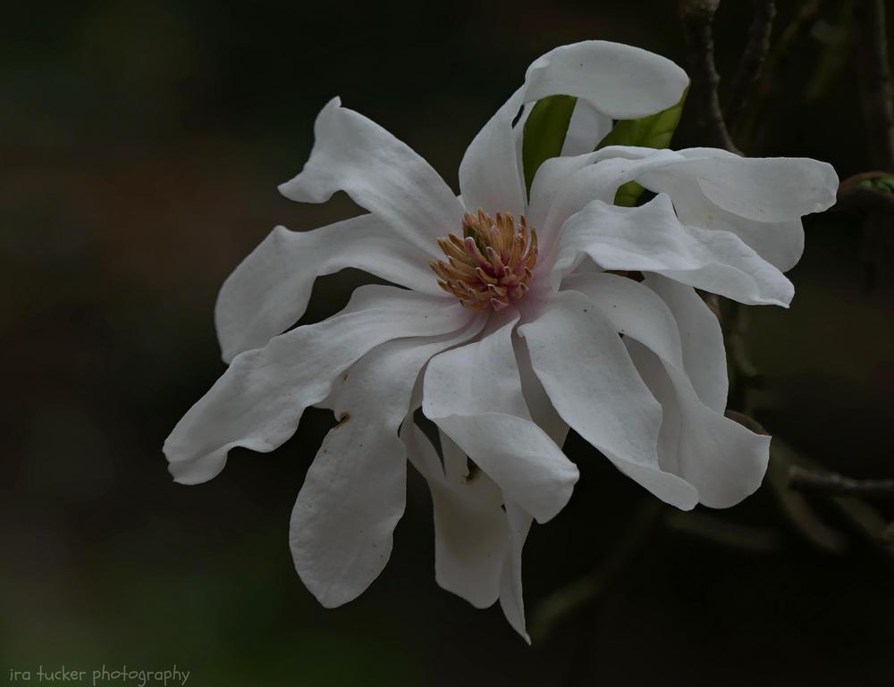 Photo of the bloom of Loebner Magnolia (Magnolia x loebneri 'Ballerina ...