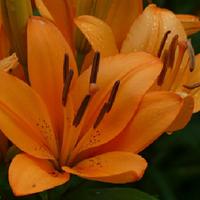 Photo of the bloom of Lily (Lilium 'Orange Tycoon') posted by ...