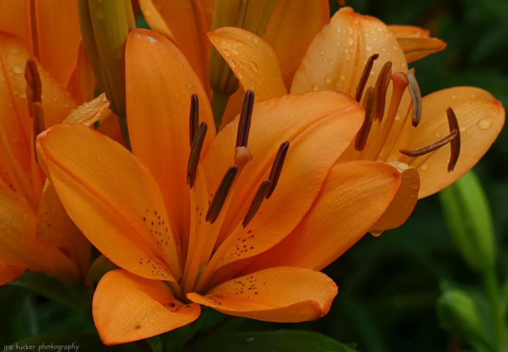 Photo of the bloom of Lily (Lilium 'Orange Tycoon') posted by ...