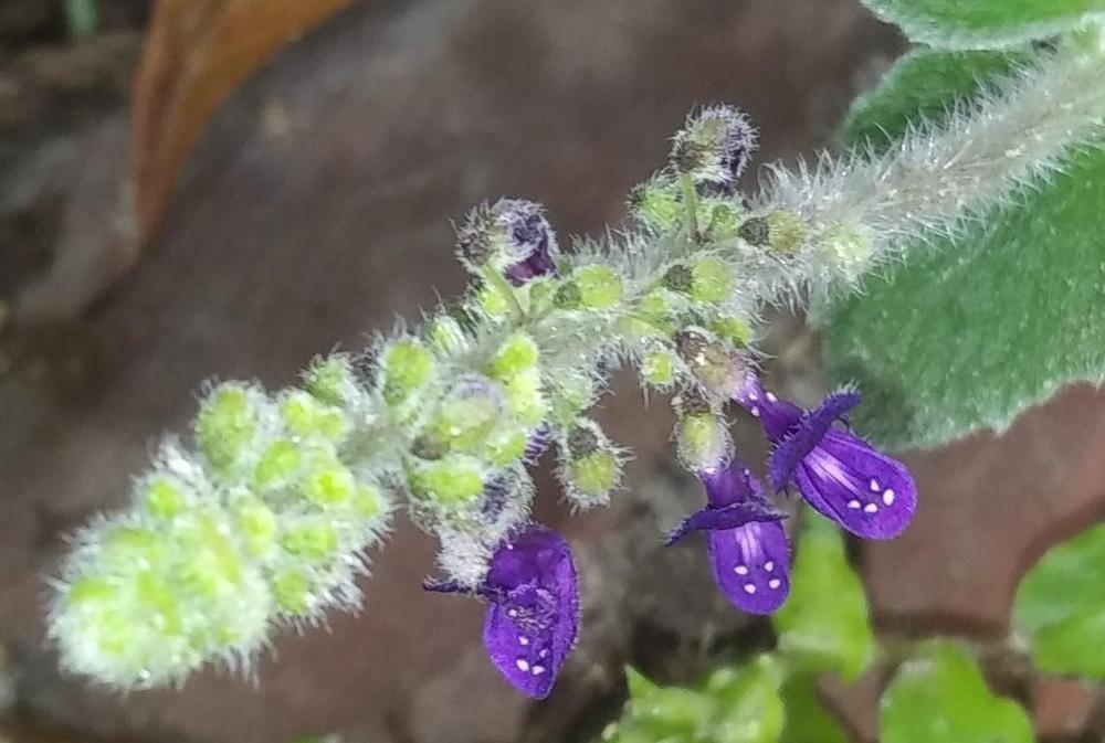 Photo of the closeup of buds, sepals and receptacles of Silver ...