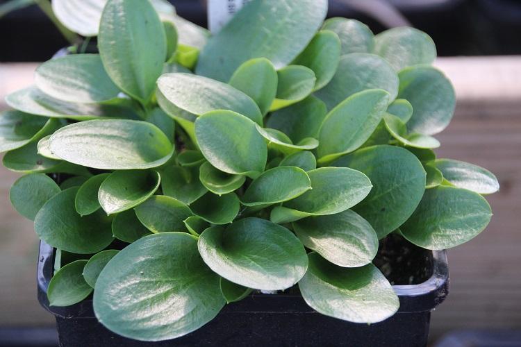 Photo of the entire plant of Ambrosina bassii posted by robertduval14 - Garden.org