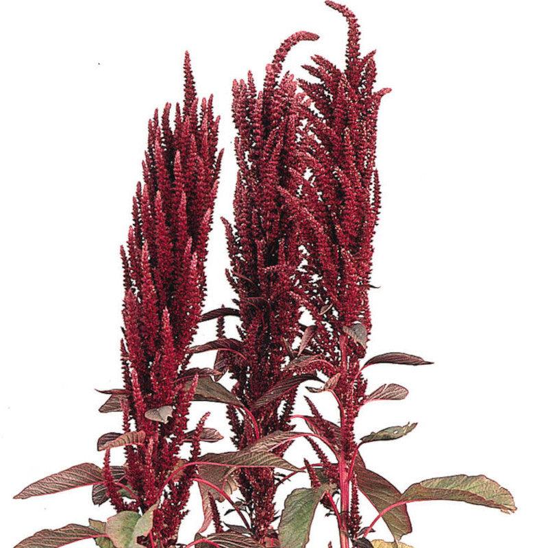 Photo of the bloom of Purple Amaranth (Amaranthus cruentus 'Oeschberg ...
