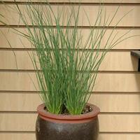 Photo of the entire plant of Rush (Juncus inflexus 'Blue Arrows ...