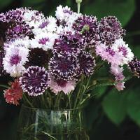 Photo of the bloom of Bachelor's Button (Centaurea cyanus 'Classic ...