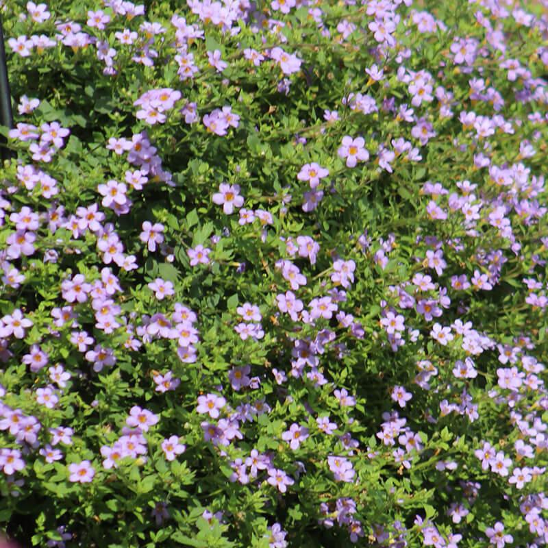Photo of the bloom of Bacopa (Sutera cordata Blutopia®) posted by Joy ...