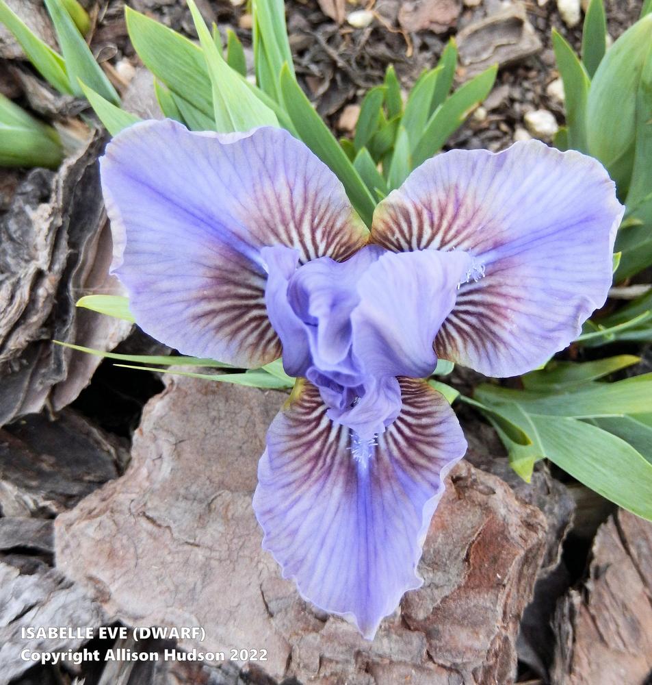 Photo of the bloom of Standard Dwarf Bearded Iris (Iris 'Isobelle Eve') posted by allisonhudso ...