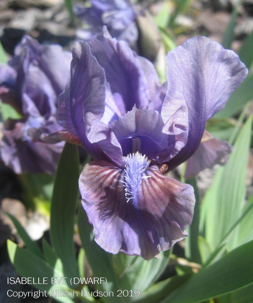 Standard Dwarf Bearded Iris (Iris 'Isobelle Eve') in the Irises ...