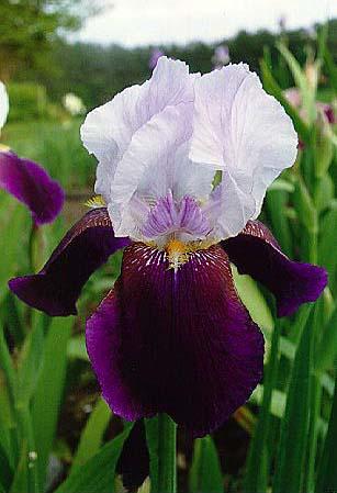 Photo of the bloom of Tall Bearded Iris (Iris 'Helen Collingwood ...