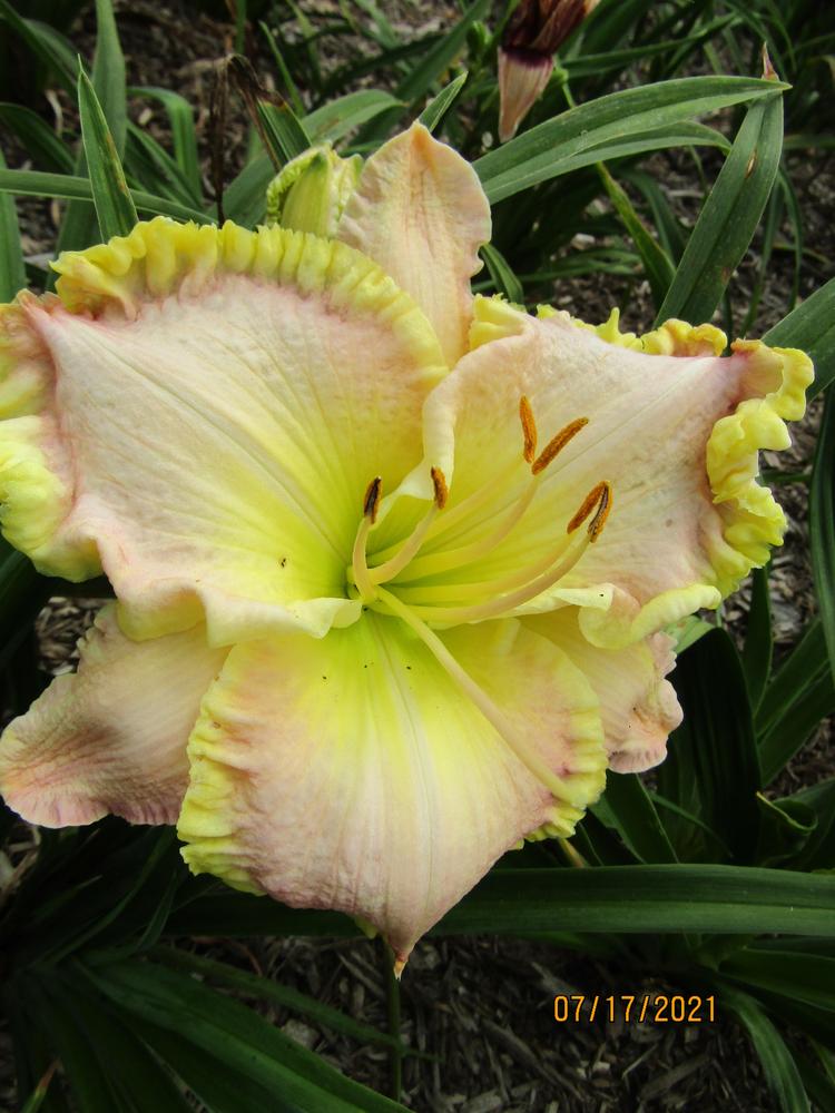 Photo of the bloom of Daylily (Hemerocallis 'Elvis') posted by Msfarmbo ...