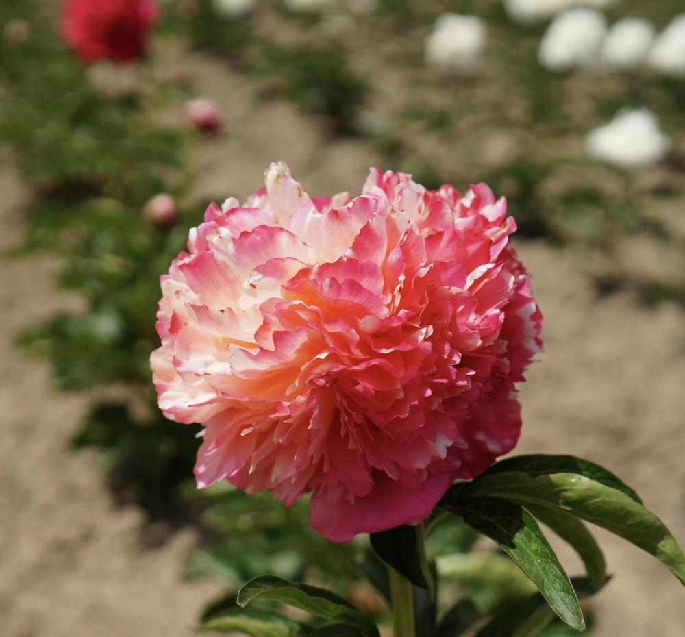 Photo of the bloom of Peony (Paeonia 'Madelin Teresa') posted by ScarletHeaven - Garden.org