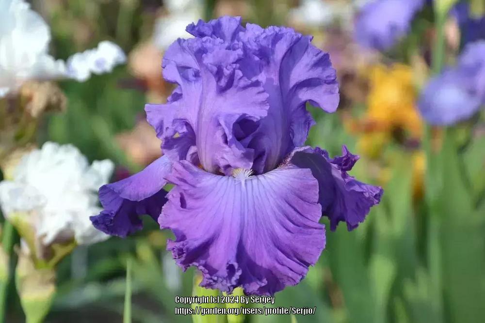 Photo of the bloom of Tall Bearded Iris (Iris 'Ballet Master') posted by Serjio - Garden.org
