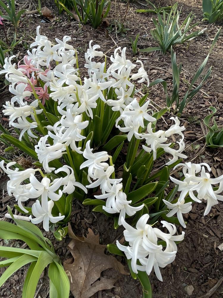 Roman Hyacinth (Hyacinthus orientalis subsp. orientalis) in the ...