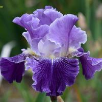 Photo of the bloom of Tall Bearded Iris (Iris 'Mind Reader') posted by ...