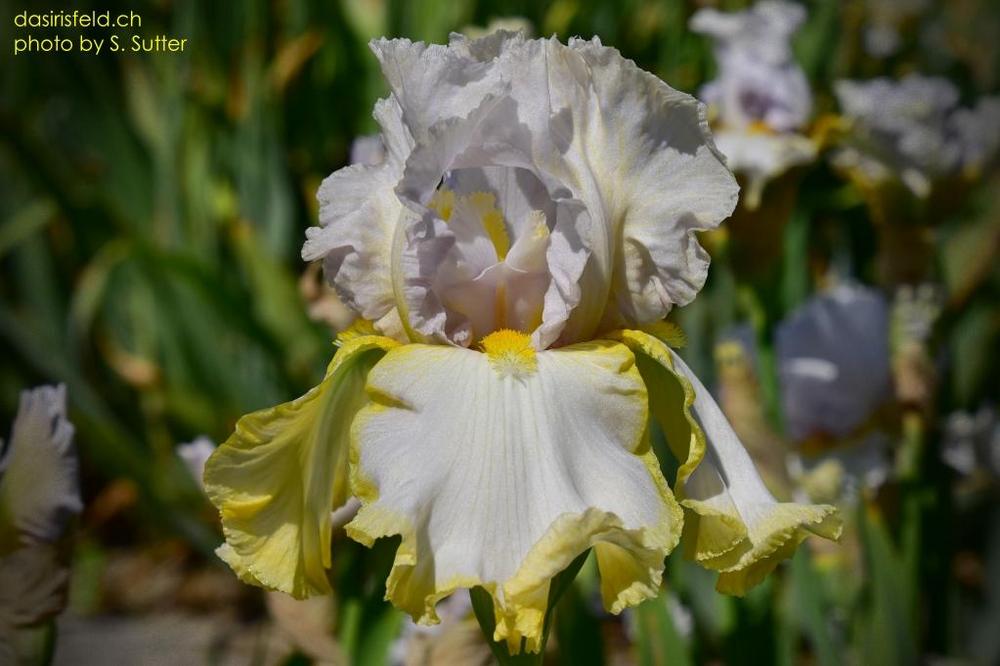 Photo of the bloom of Tall Bearded Iris (Iris 'Chartreuse Ruffles ...