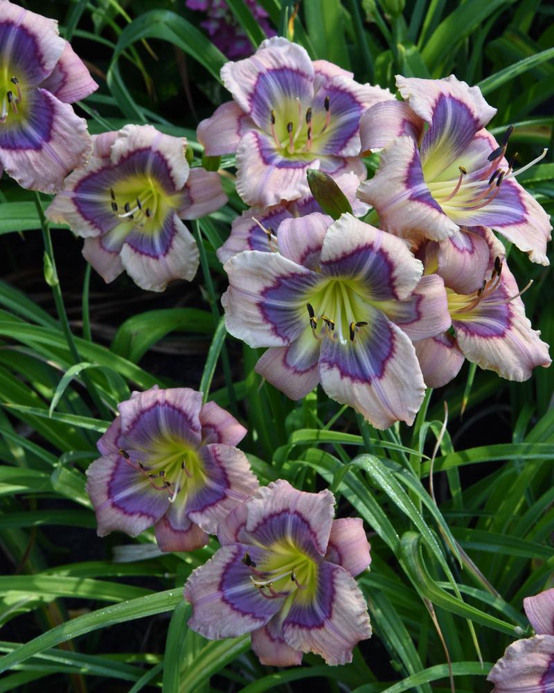 Photo of the bloom of Daylily (Hemerocallis 'True Blue Heart') posted ...