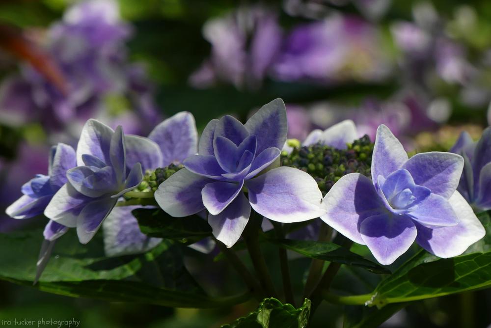 Hydrangea (Hydrangea macrophylla Double Delights™ Stargazer) in the ...