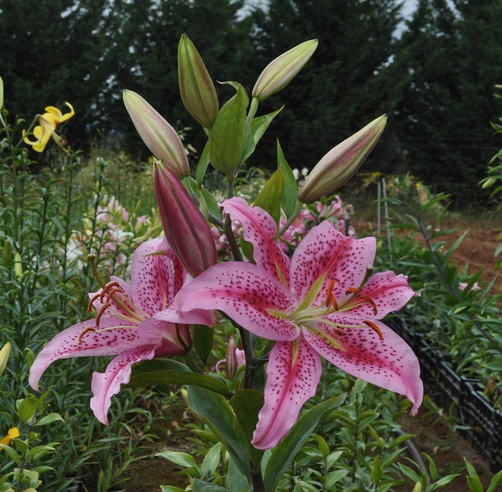 Lily (Lilium 'Dragon Fruit') in the Lilies Database - Garden.org