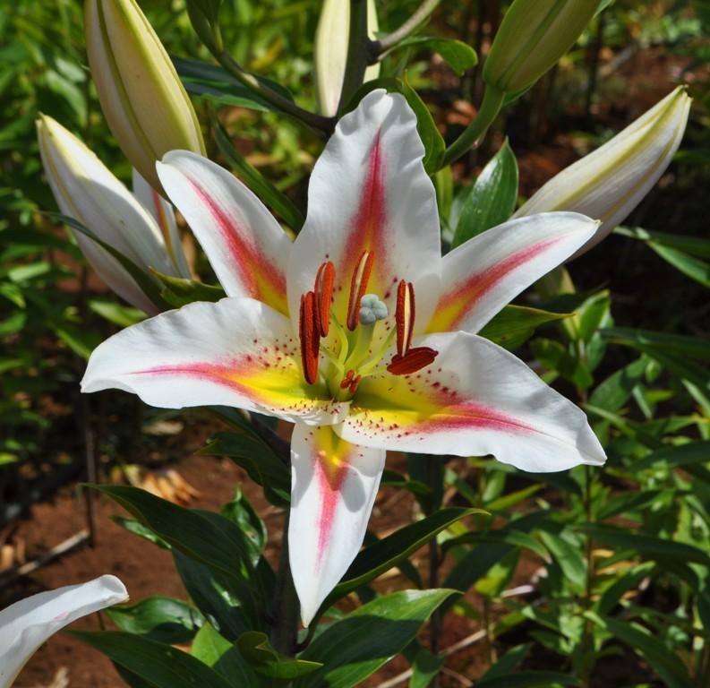 Lily (Lilium 'Aurora Borealis [Mak]') in the Lilies Database - Garden.org