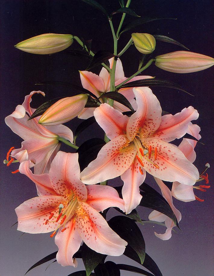 Lily (Lilium 'Ruby Flash') in the Lilies Database - Garden.org