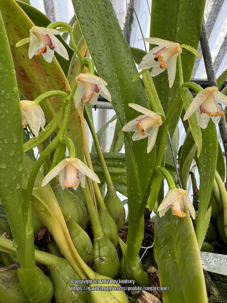 Photo of the bloom of Orchid (Cryptochilus roseus) posted by sugarcane ...