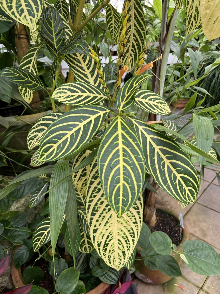 Photo of the entire plant of Sanchezia oblonga posted by Calif_Sue ...