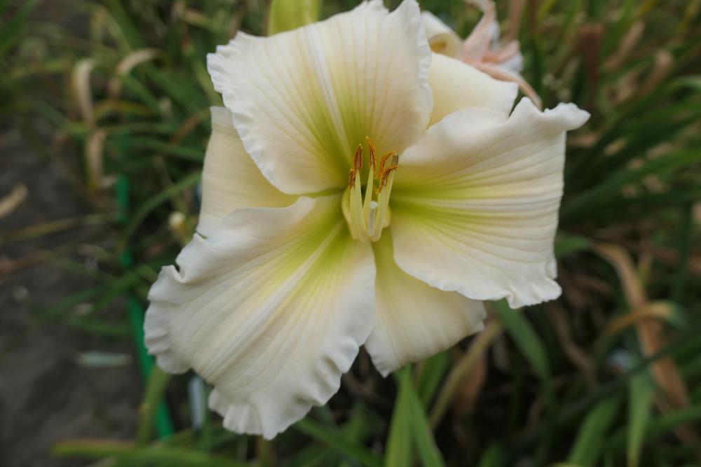 Daylily (Hemerocallis 'Nancy Britz') in the Daylilies Database - Garden.org