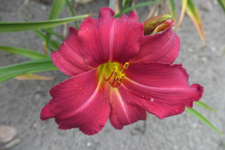Daylily (Hemerocallis 'New Note') in the Daylilies Database - Garden.org