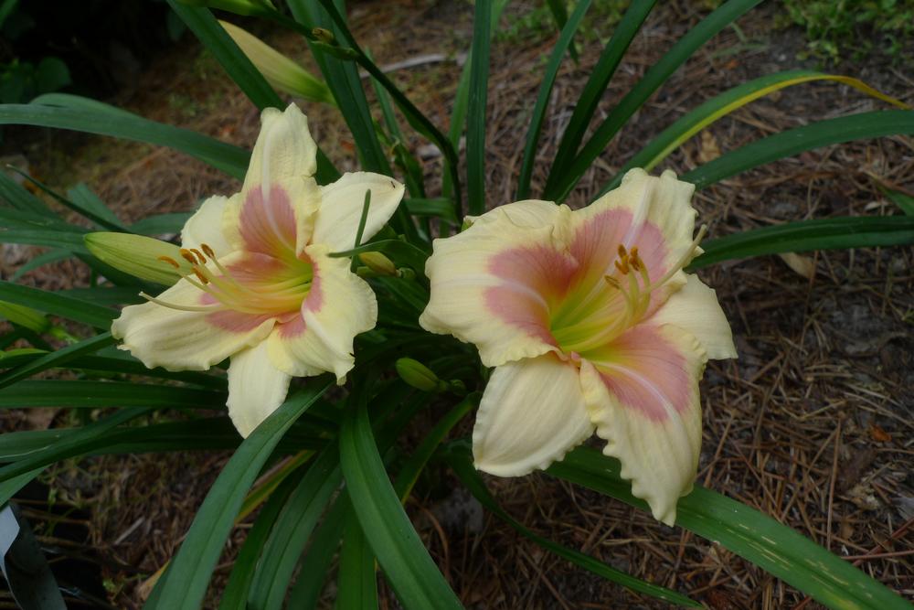 Happy Valentine's Day! in the Daylilies forum - Garden.org