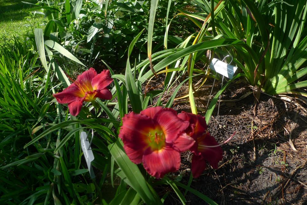 Happy Valentine's Day! in the Daylilies forum - Garden.org