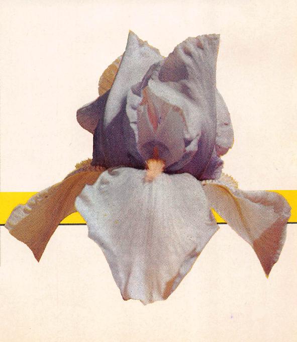 Tall Bearded Iris (Iris 'French Flair') in the Irises Database - Garden.org