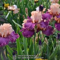 Photo of the bloom of Tall Bearded Iris (Iris 'Wrap Her Up') posted by Serjio - Garden.org