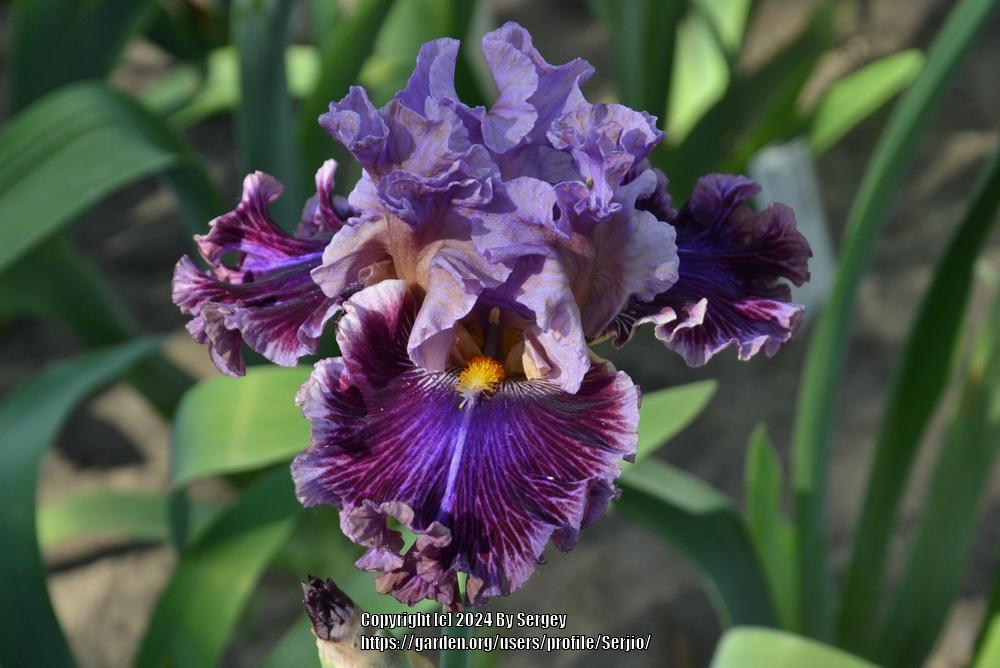 Photo of the bloom of Tall Bearded Iris (Iris 'Chamber of Secrets ...