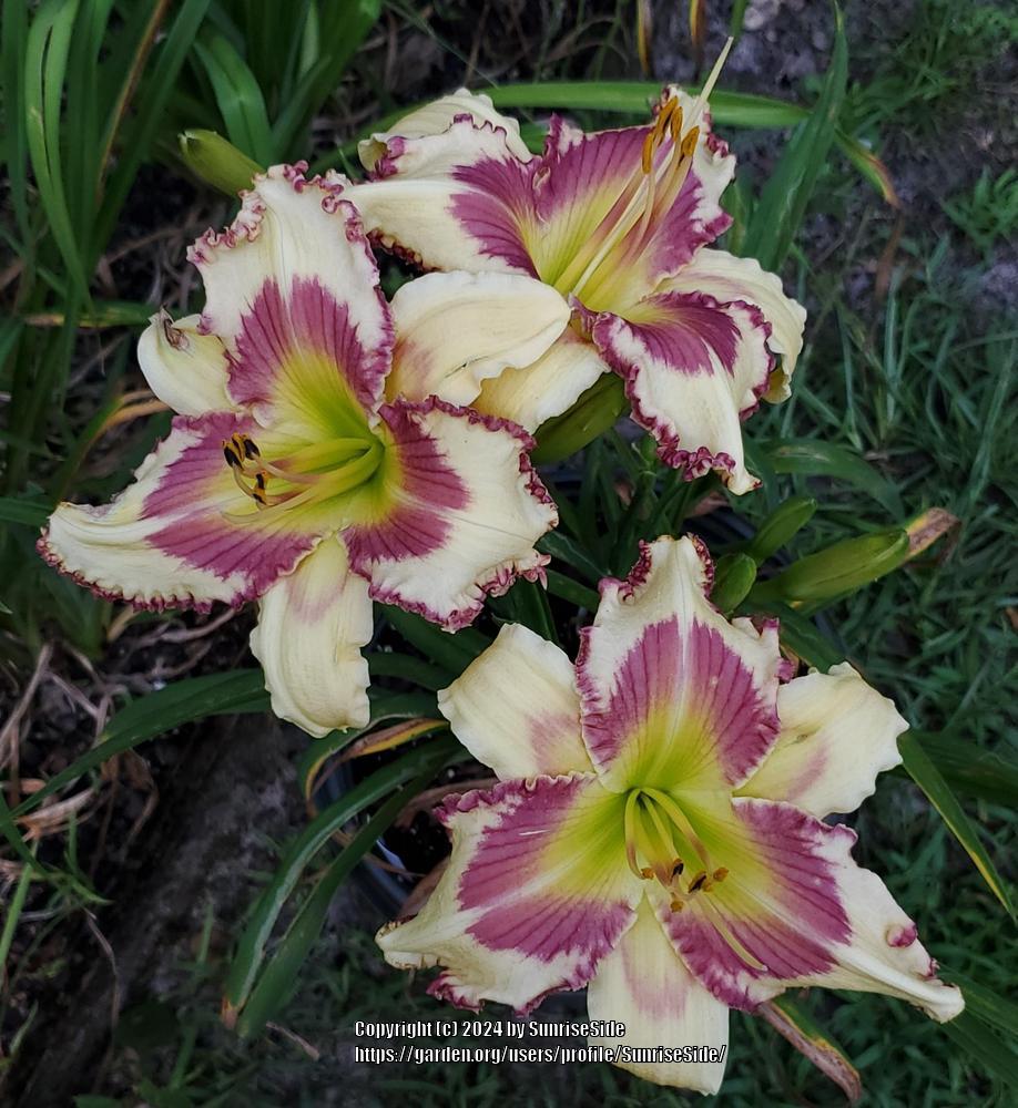 Daylily of the Day: Raspberry Griffin in the Plants of the Day forum ...