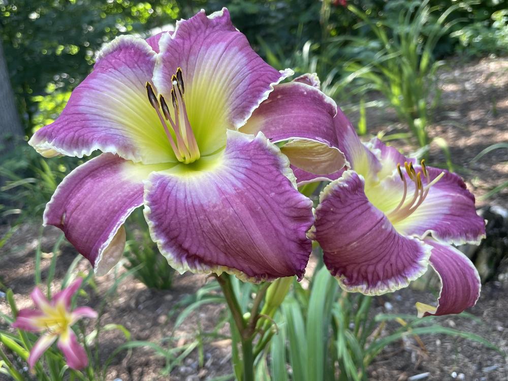 Happy Valentine's Day! in the Daylilies forum - Garden.org