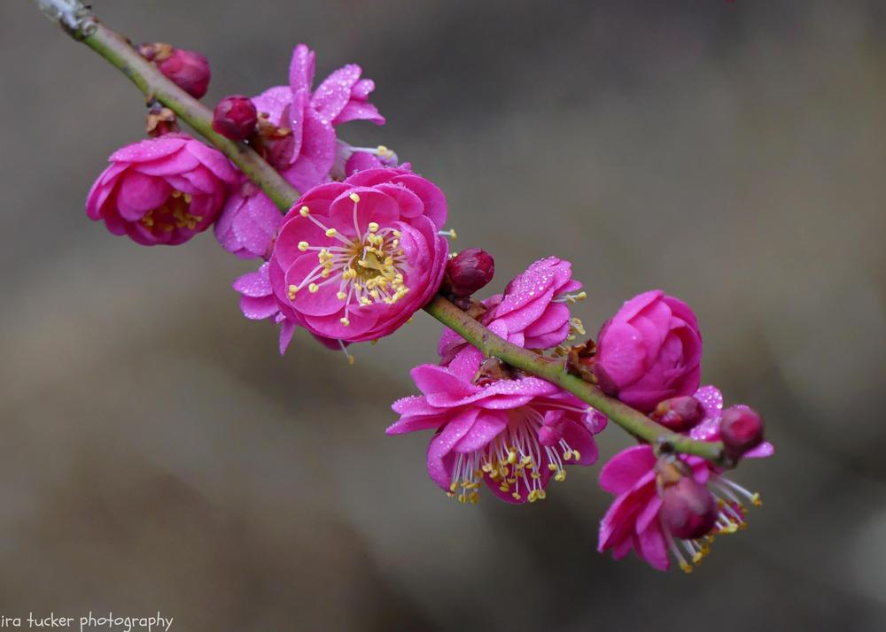 Photo of the bloom of Japanese Flowering Apricot (Prunus mume 'Kobai ...