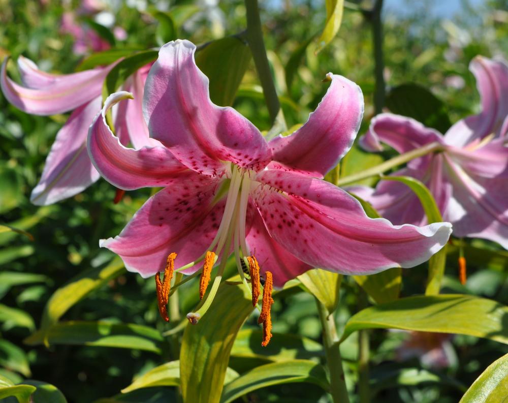 Photo of the bloom of Lily (Lilium 'Song of Japan') posted by plntblbs8 ...