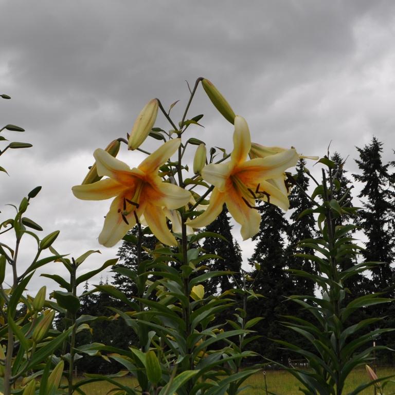 Photo of the bloom of Lily (Lilium Silent Sunset) posted by plntblbs8 ...