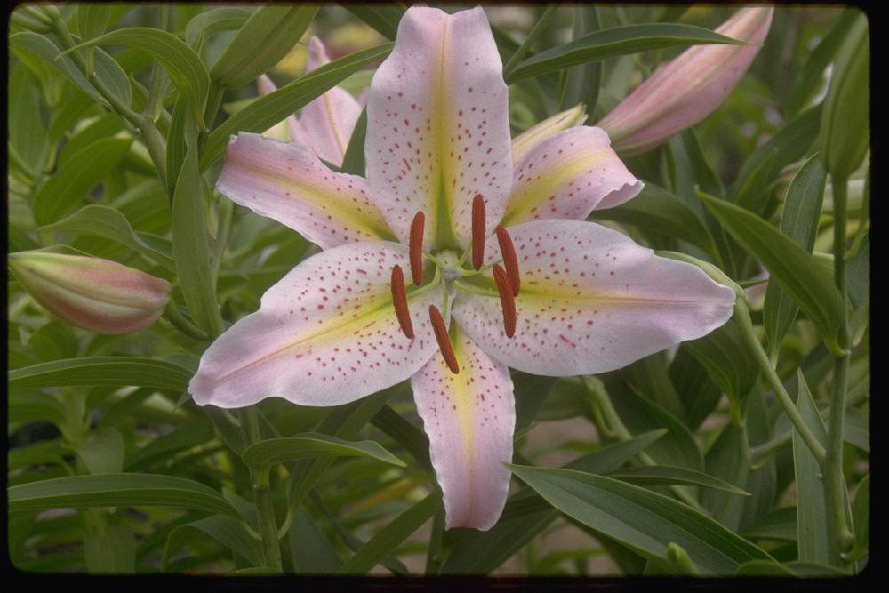 Lily (Lilium 'Alexandria') in the Lilies Database - Garden.org