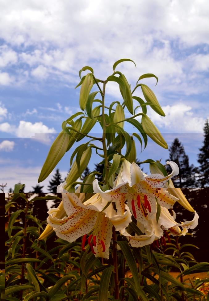 Lily (Lilium 'Samson [Mak]') in the Lilies Database - Garden.org