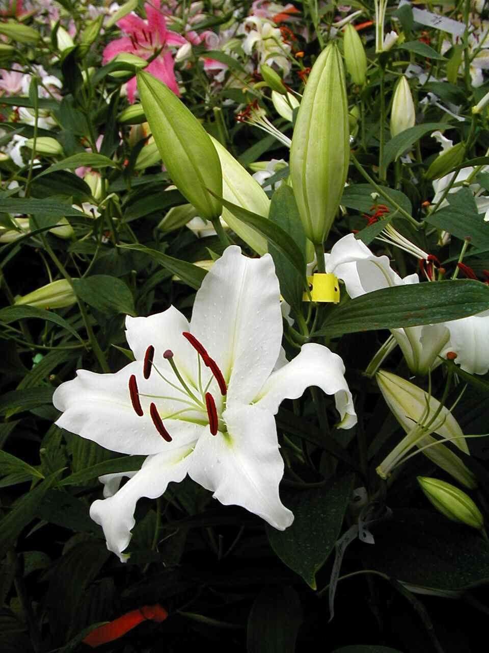 Lily (Lilium 'Alma Ata') in the Lilies Database - Garden.org