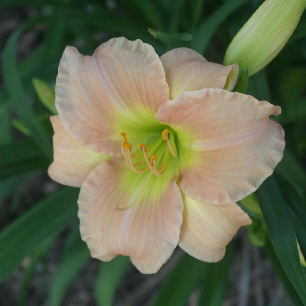 Happy Valentine's Day! in the Daylilies forum - Garden.org