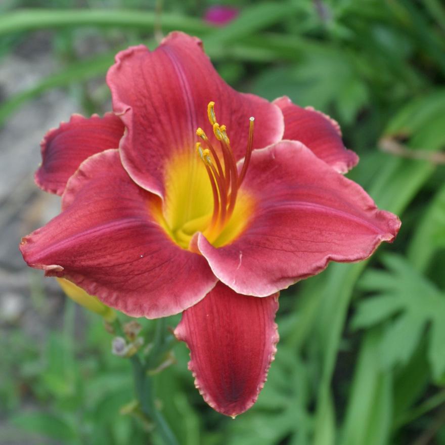 Happy Valentine's Day! in the Daylilies forum - Garden.org