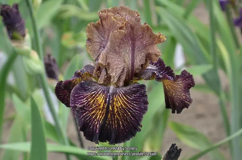 Tall Bearded Iris (Iris 'Box of Chocolates') in the Irises Database ...