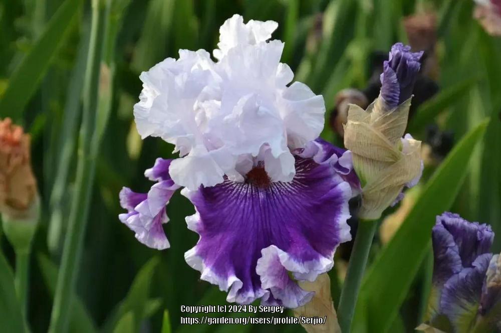 Tall Bearded Iris (Iris 'Rule the World') in the Irises Database ...