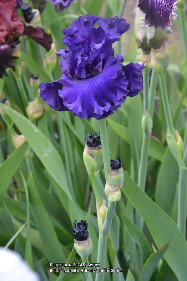 Photo of the bloom of Tall Bearded Iris (Iris 'Royal Academy') posted by Serjio - Garden.org