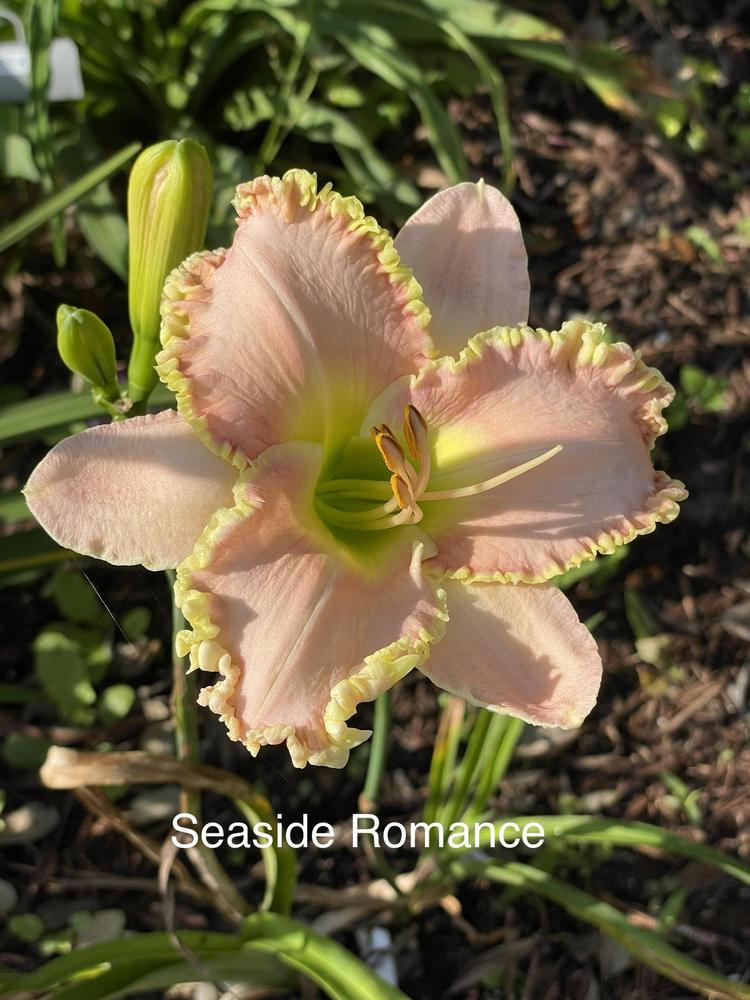 Happy Valentine's Day! in the Daylilies forum - Garden.org