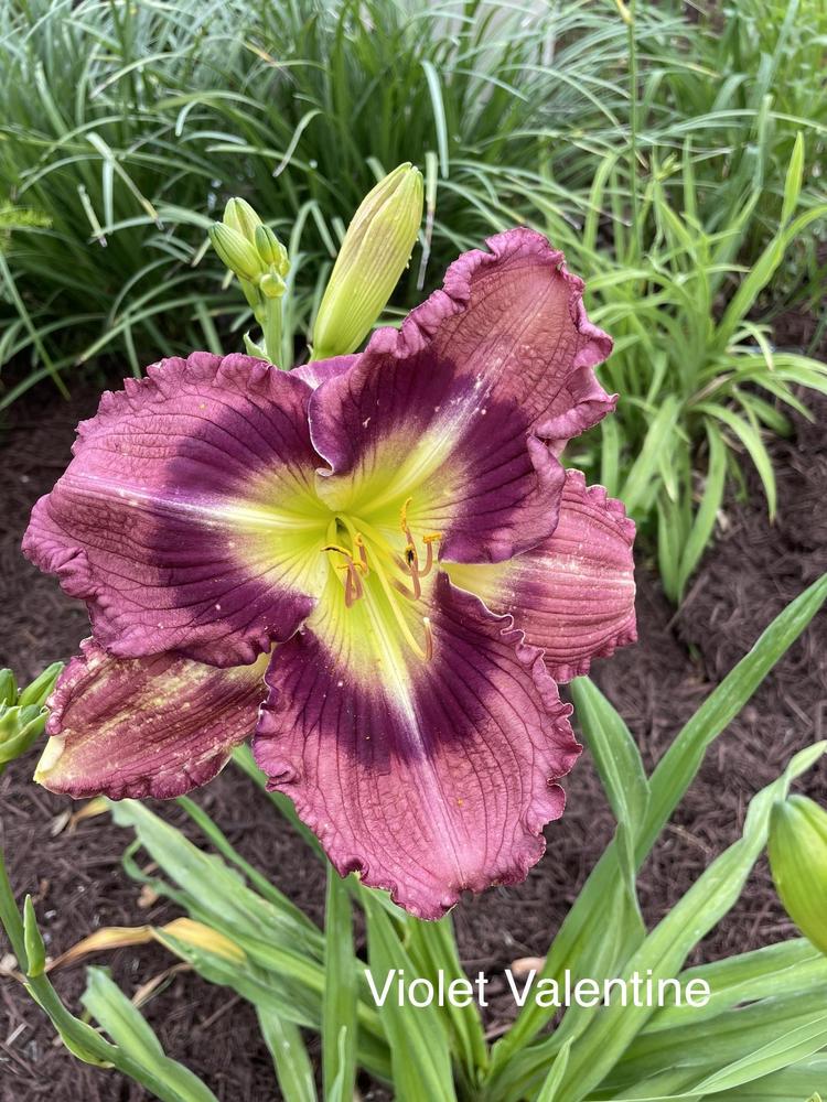 Happy Valentine's Day! in the Daylilies forum - Garden.org